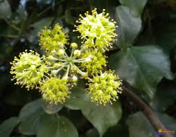 Le lierre, une plante mellifère précieuse - un rucher au jardin