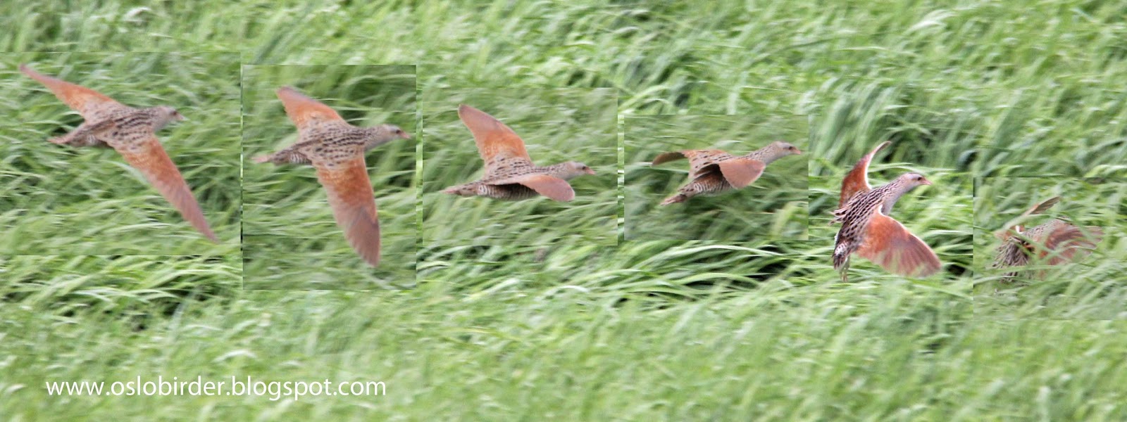 OSLO BIRDER: Oslo guiding Corncrake and Rosefinch