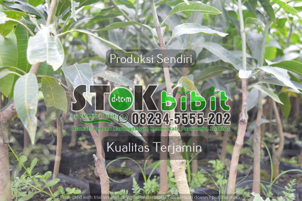 Jenitri pohon jenitri rudraksha - bibit mangga alpukat jogja