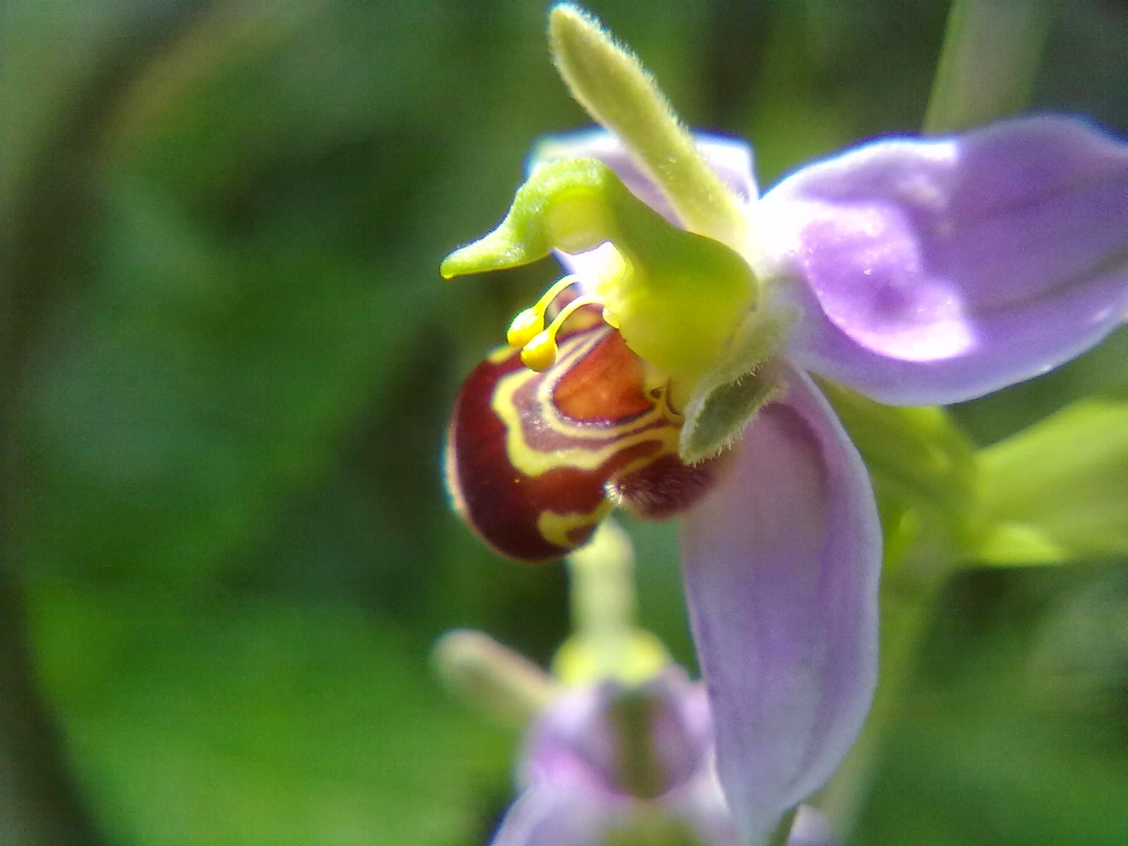 Rachel the Gardener: Guided Botany Walk: "Willows and Weeds"