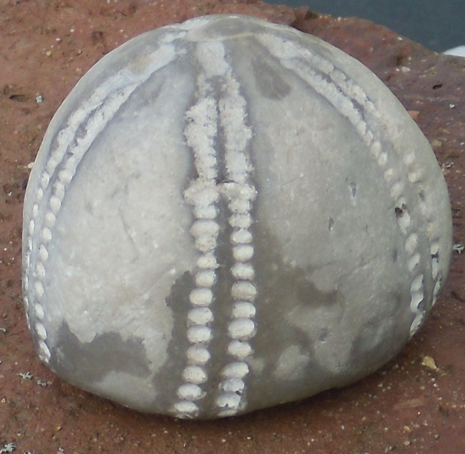 GLOSSOPETRAE: Fossil remains and popular culture