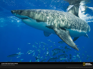 Year 3 OLMC: The life cycle of a great white shark by Jayde