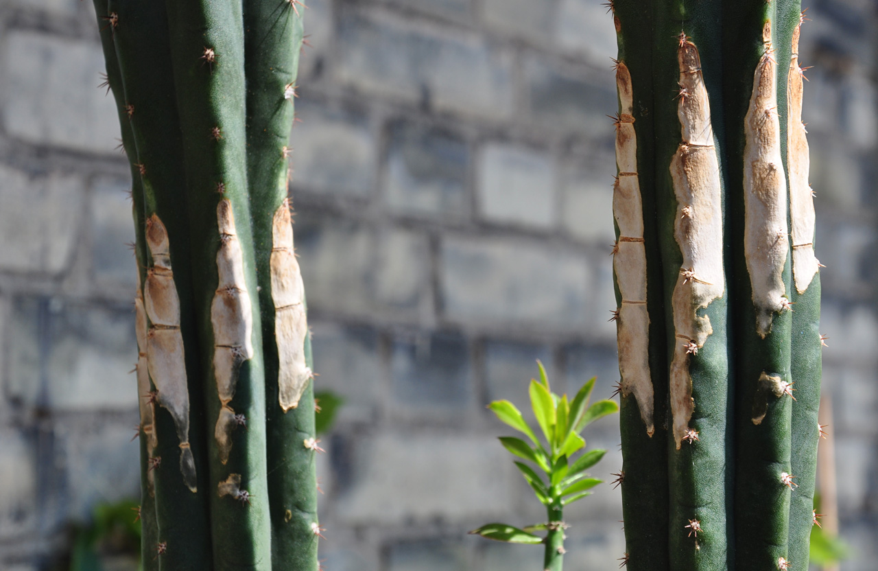LOPHOPHORA: Sunburned San Pedro cactus (Trichocereus pachanoi ...