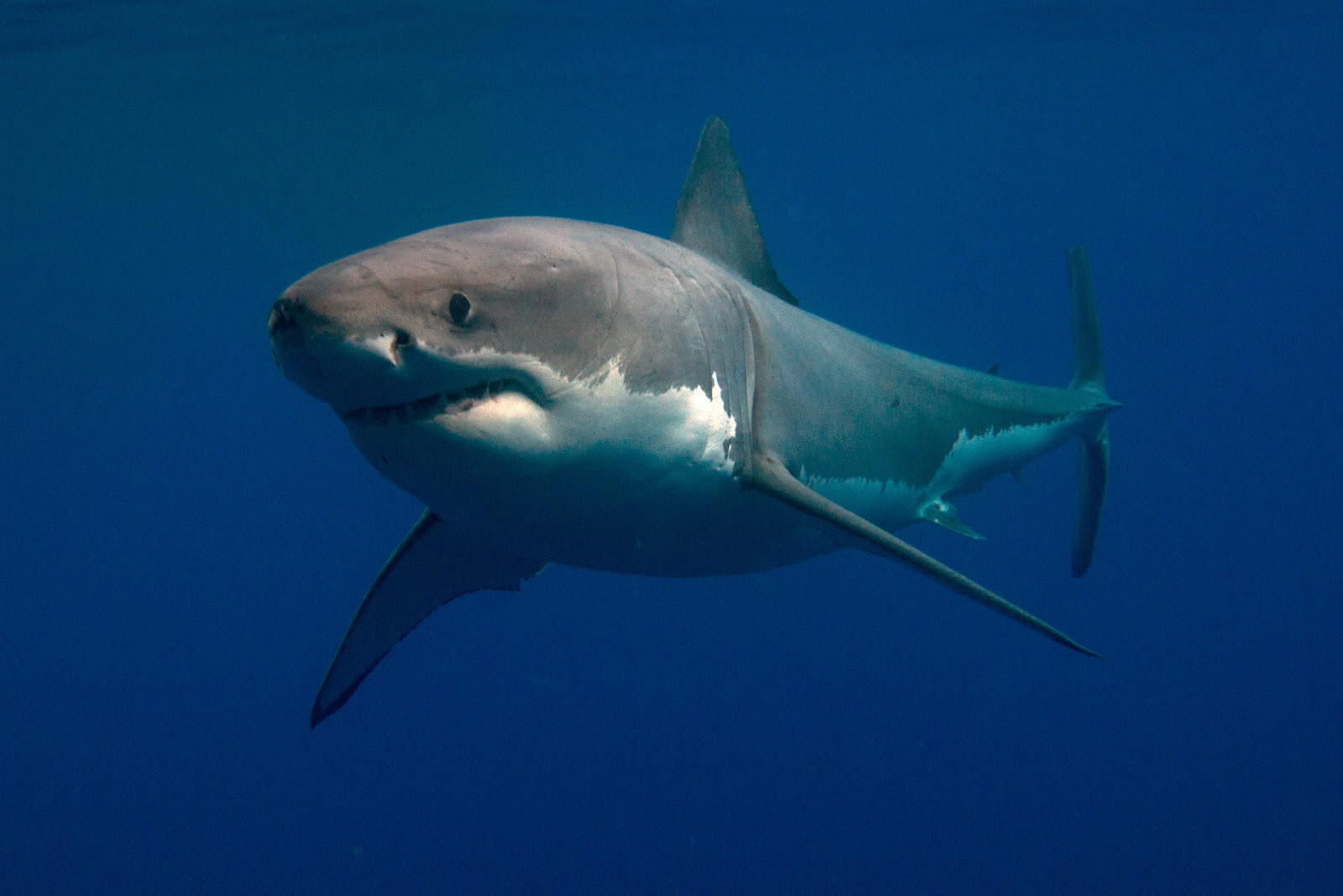 Shark Diver : Shark Diving : Swimming With Sharks: First Titanic Fall ...