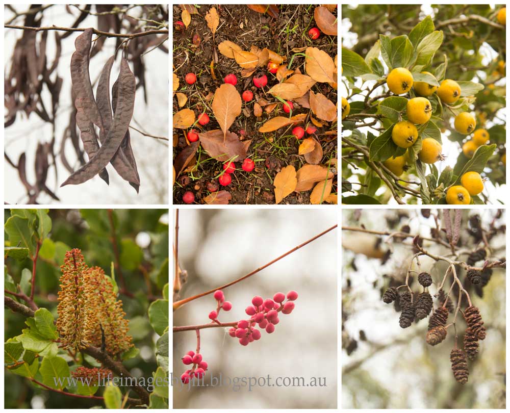 Life Images by Jill: Autumn in Western Australia, Golden Valley Tree ...