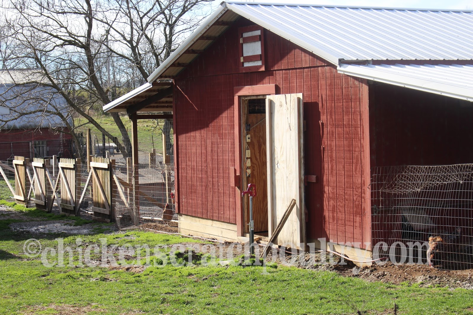 Chicken Scratch Poultry: Farm Photos