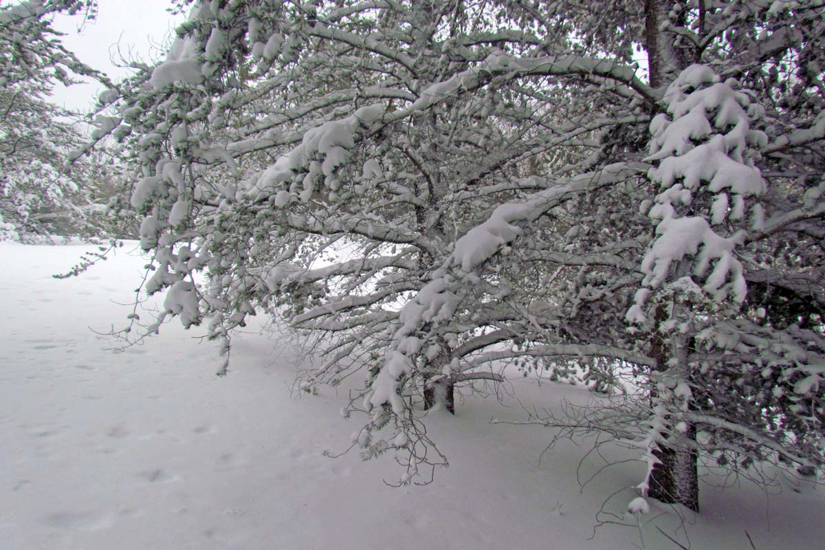 The Agatelady: Adventures and Events: Blizzard Snowshoe