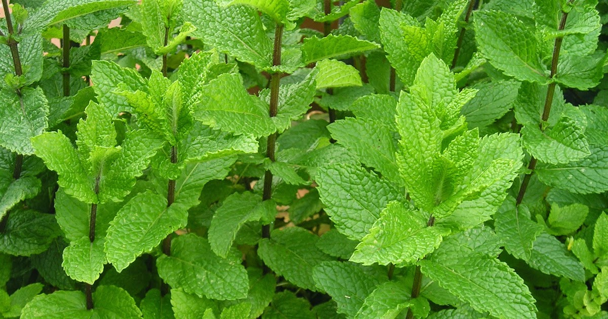 Mentha spicata
