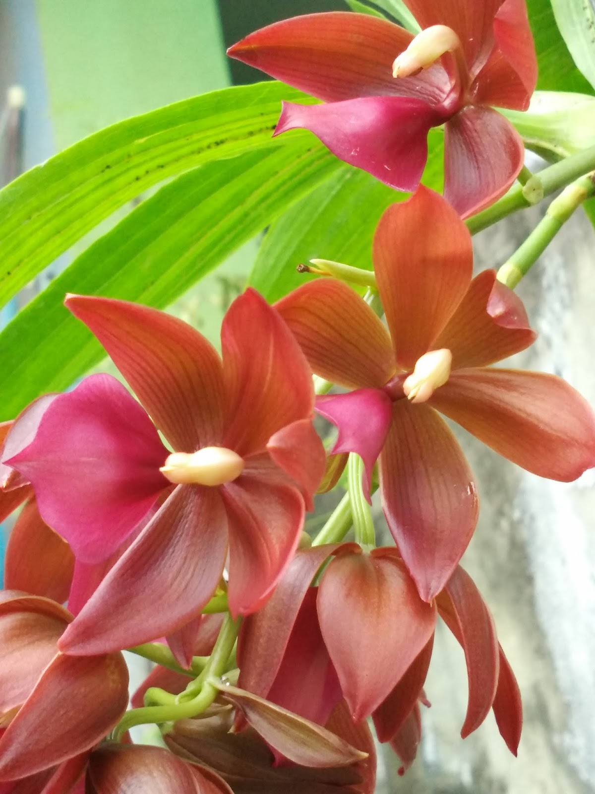 catasetum-ian: Cycnodes Wine Delight