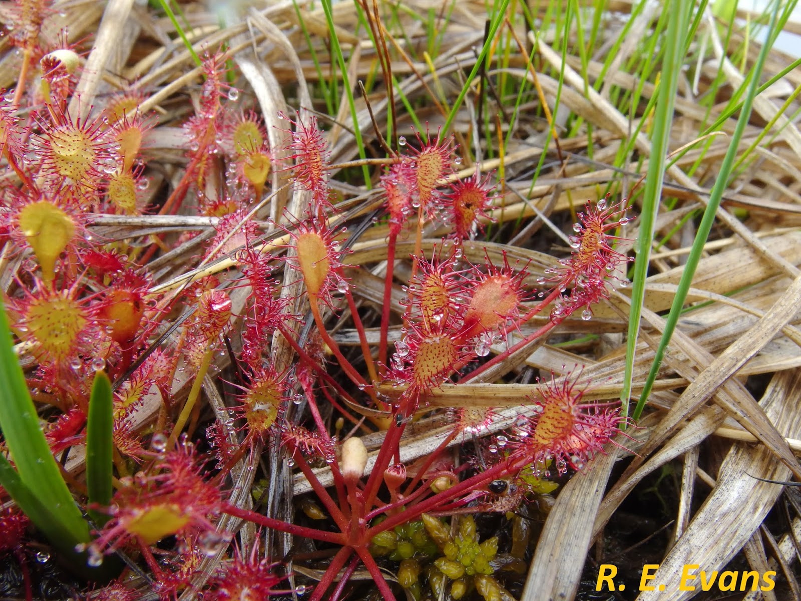 NC Plant Conservation & Beyond