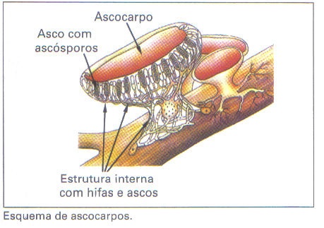 a tricolina biologa: Reino Fungi