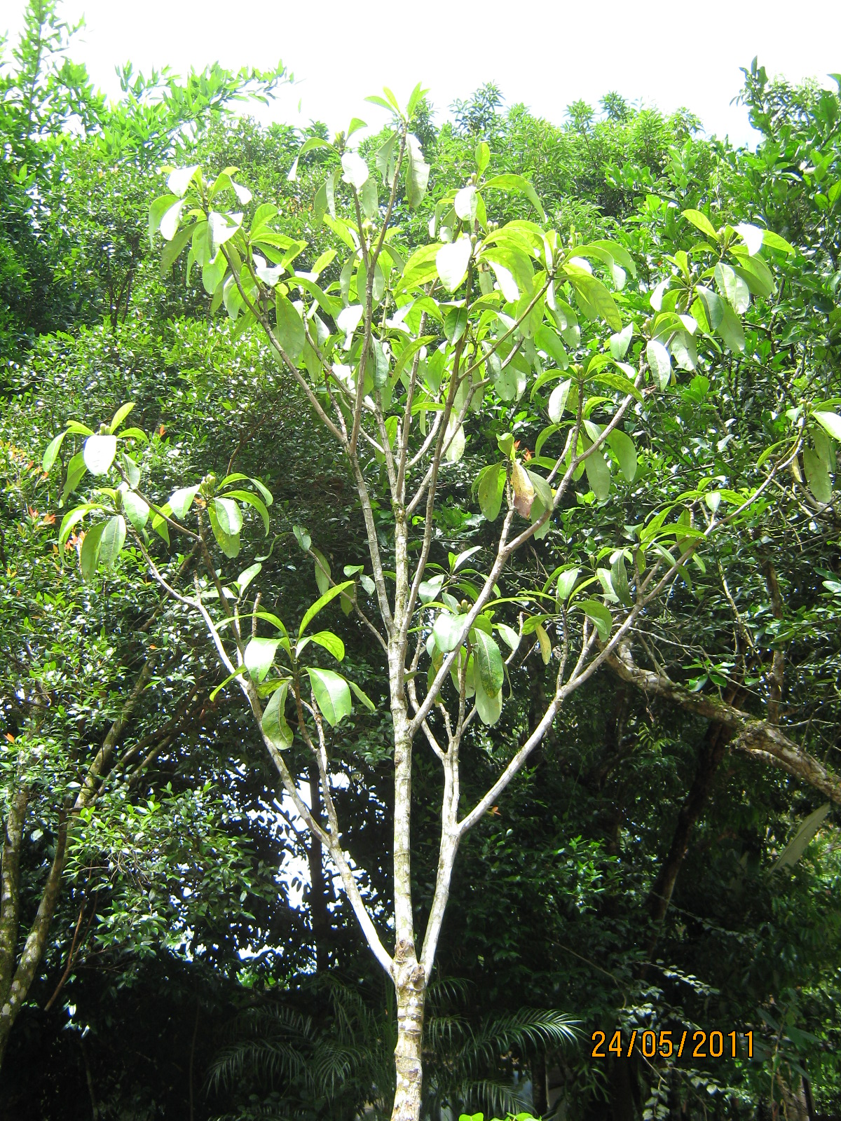 TROPICAL PLANT LIBRARY: Fragraea auriculata