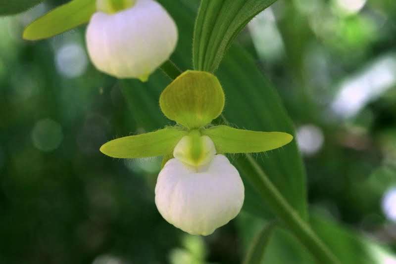 Native Orchids of the Pacific Northwest and the Canadian Rockies (and ...