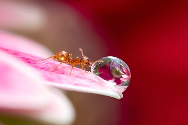 The Most Beautiful Ants View Captured by Miki Asai Photographer - worl ...