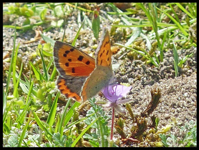 Wild and Wonderful: Butterflies and Moths: Drinker Moth Caterpillar and ...