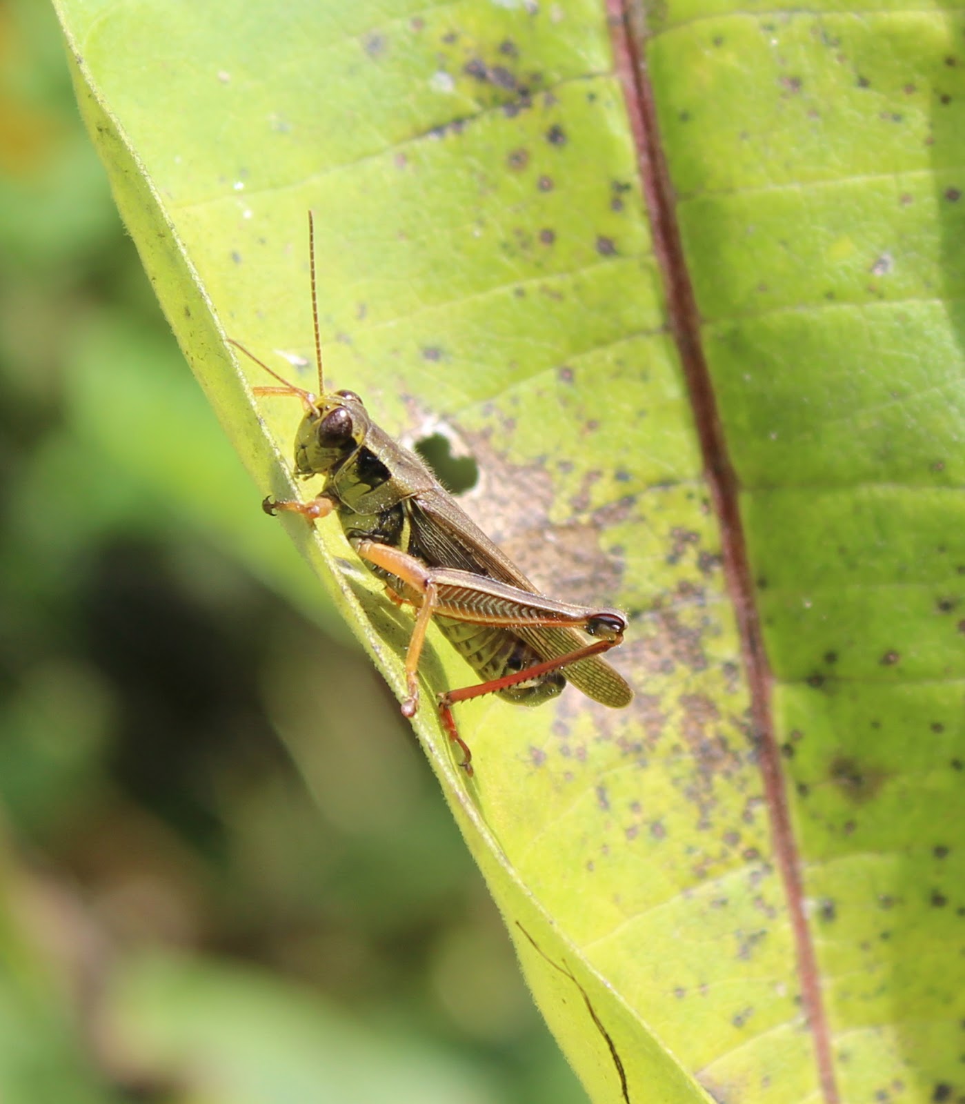 Anubis Bard: Autumn Insects