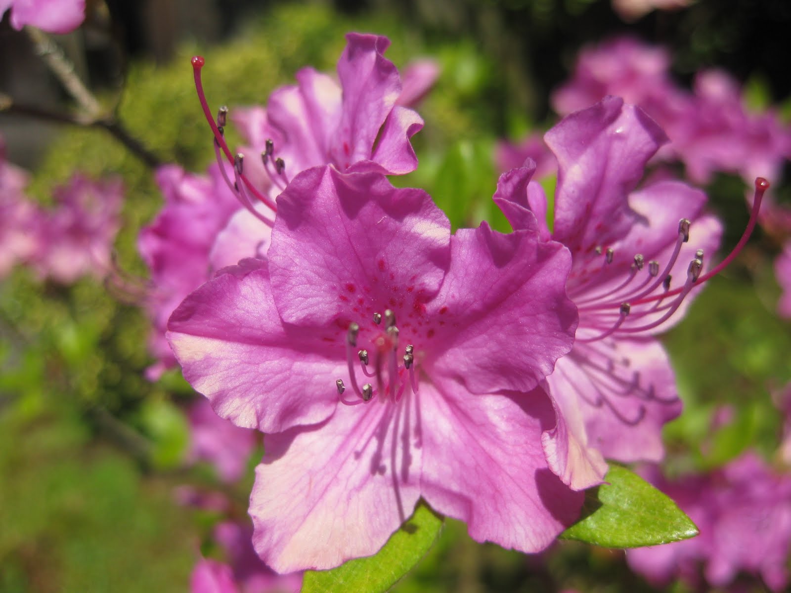 SJG bloom 2011: MAY, p. 4: Cont. on rhodies + 1 viburnum