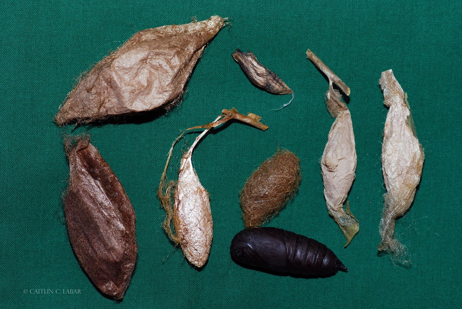 Northwest Butterflies: New Cocoons for 2013-2014 Season