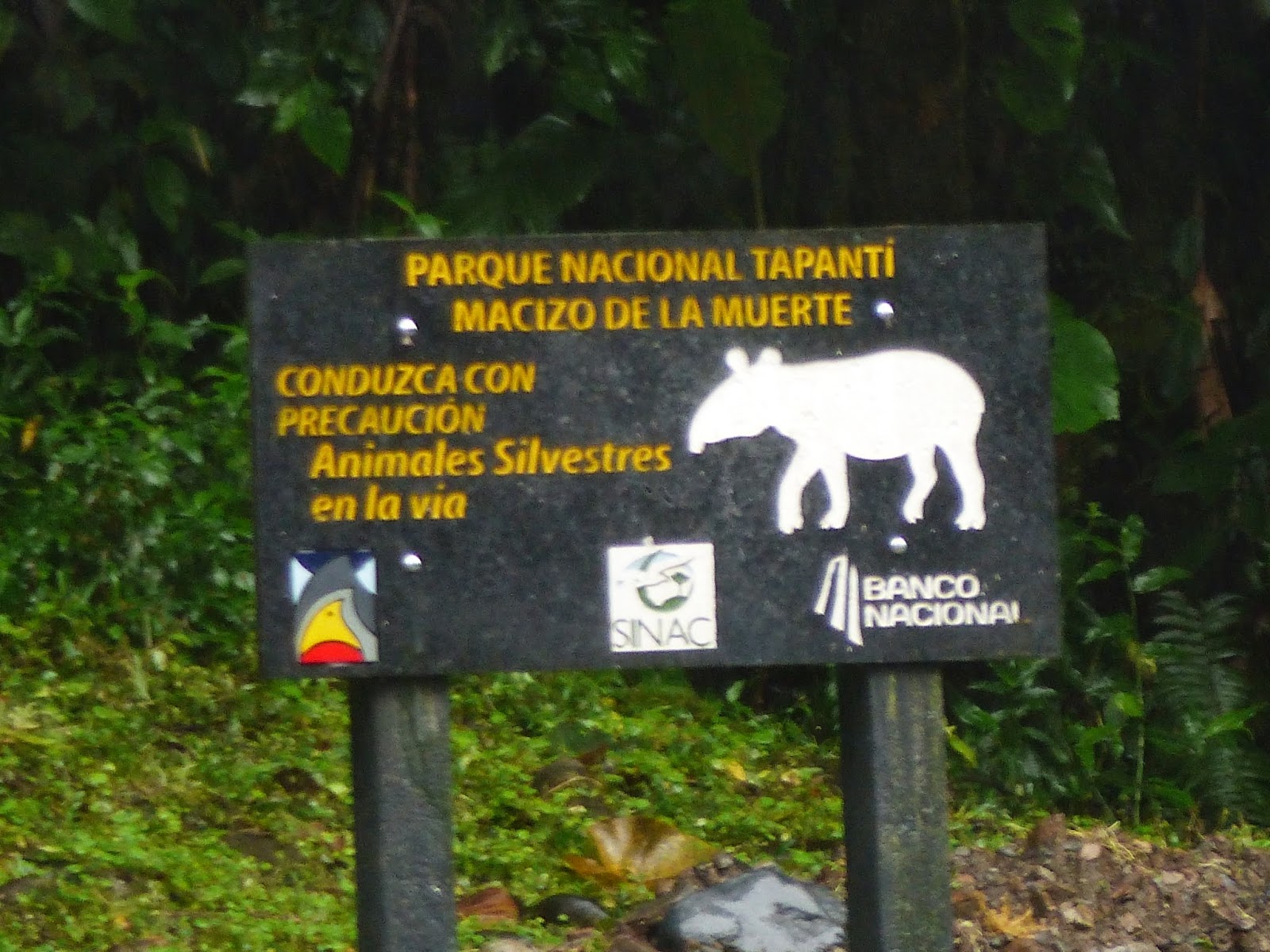 Into the Woods and Elsewhere: Parque Nacional Tapanti