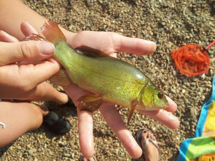 CURSO DE OBTENCIÓN DE LICENCIA DE PESCA CONTINENTAL EN ANDALUCÍA: TENCA ...