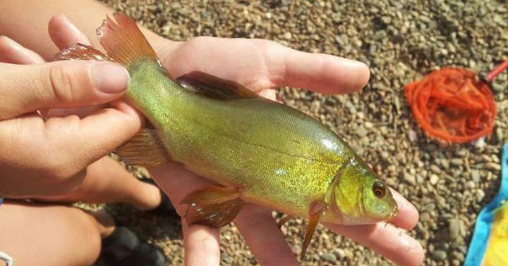 CURSO DE OBTENCIÓN DE LICENCIA DE PESCA CONTINENTAL EN ANDALUCÍA: TENCA ...