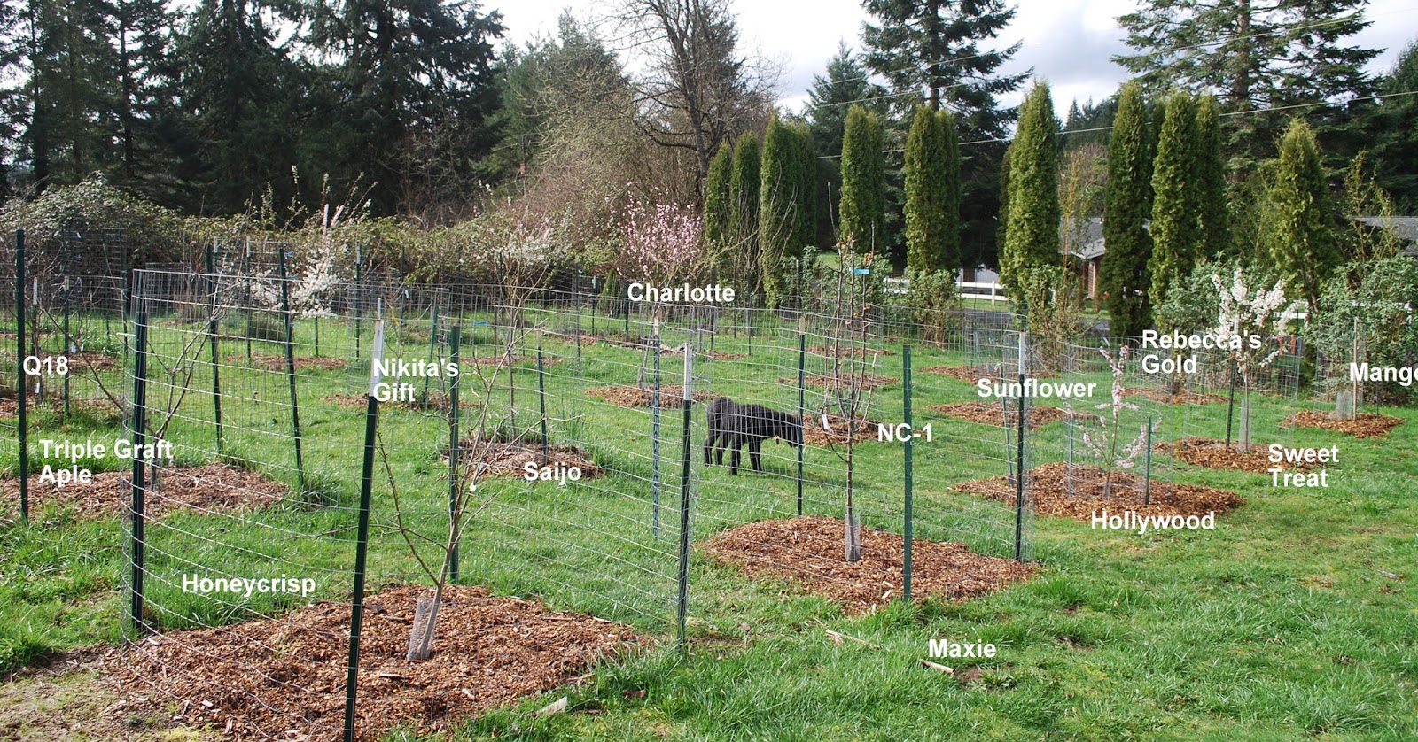Daniel's Pacific NW Garden: Home Orchard Progress Report. 3.6.16