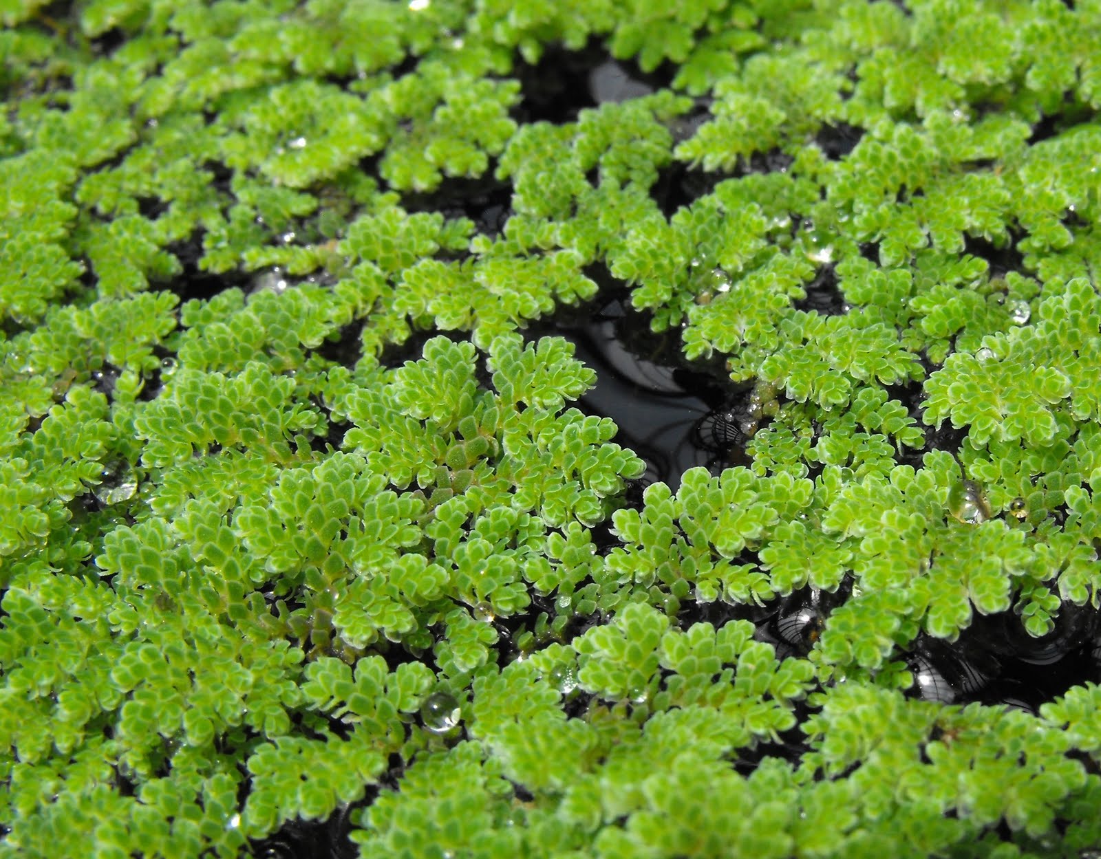 Pajareando: Azolla filiculoides