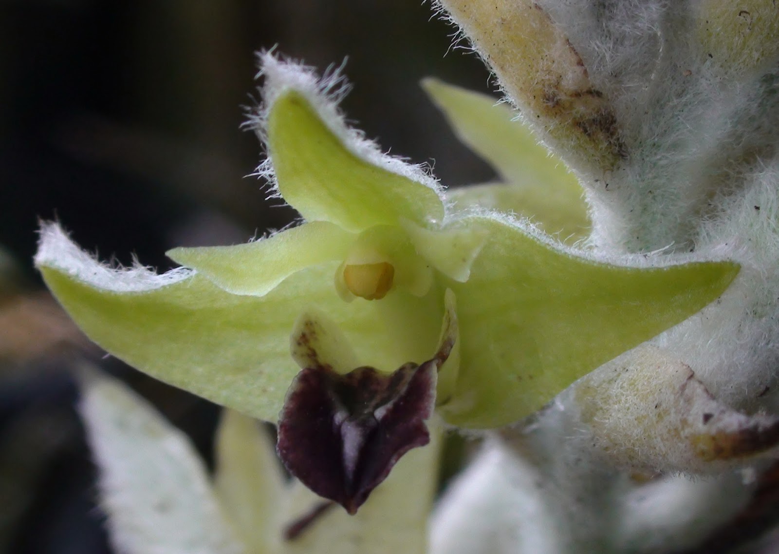 Wild orchids in sumatra: Eria albidotomentosa (Blume) Lindl., 1830