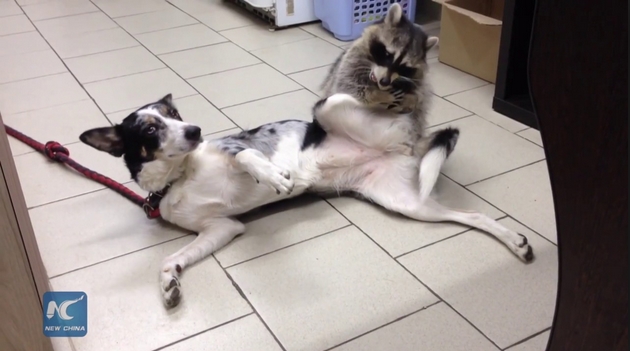 White Wolf : Raccoon helps to cheer up depressed pets at Russian ...