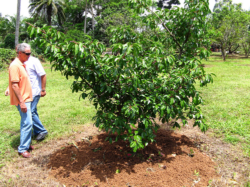 Bacuri - Platonia insignis Mart