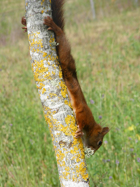 Loire Valley Nature: Red Squirrel - Sciurus vulgaris