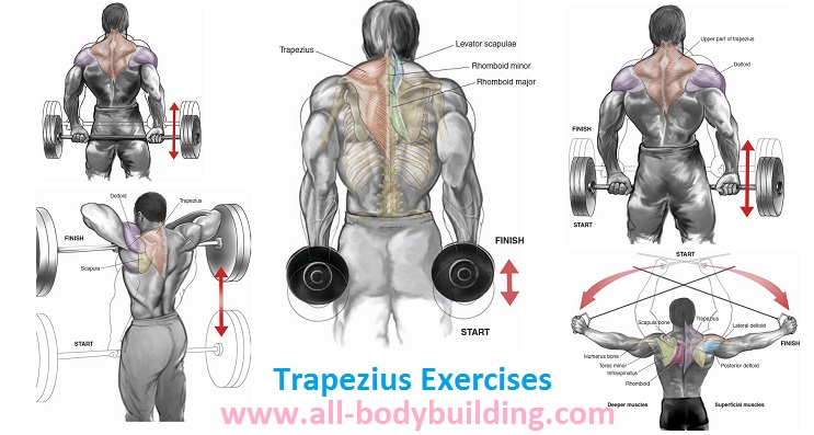Trapezius Exercises For Size and Strength ~ multiple fitness