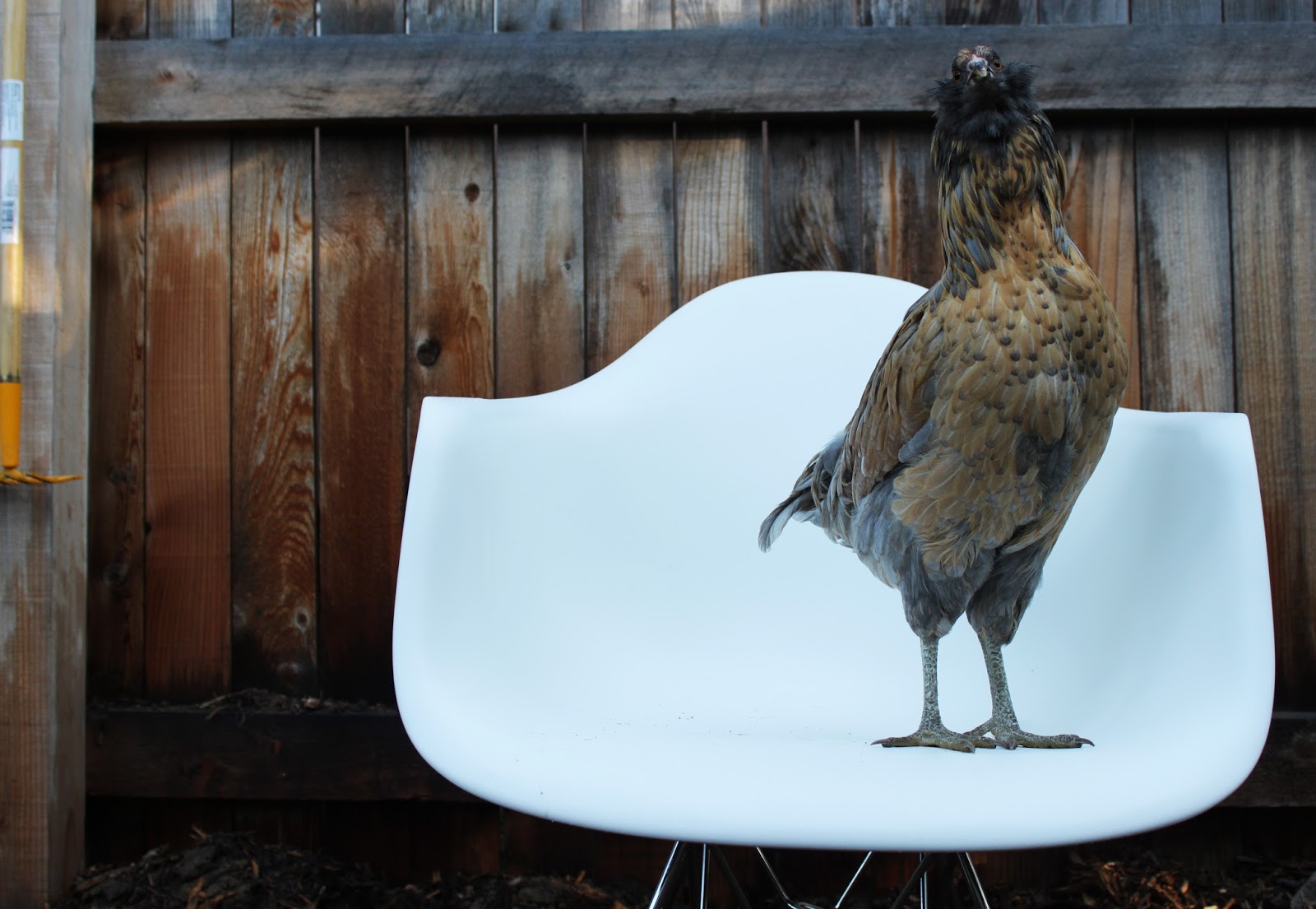 Humboldt Street Farms