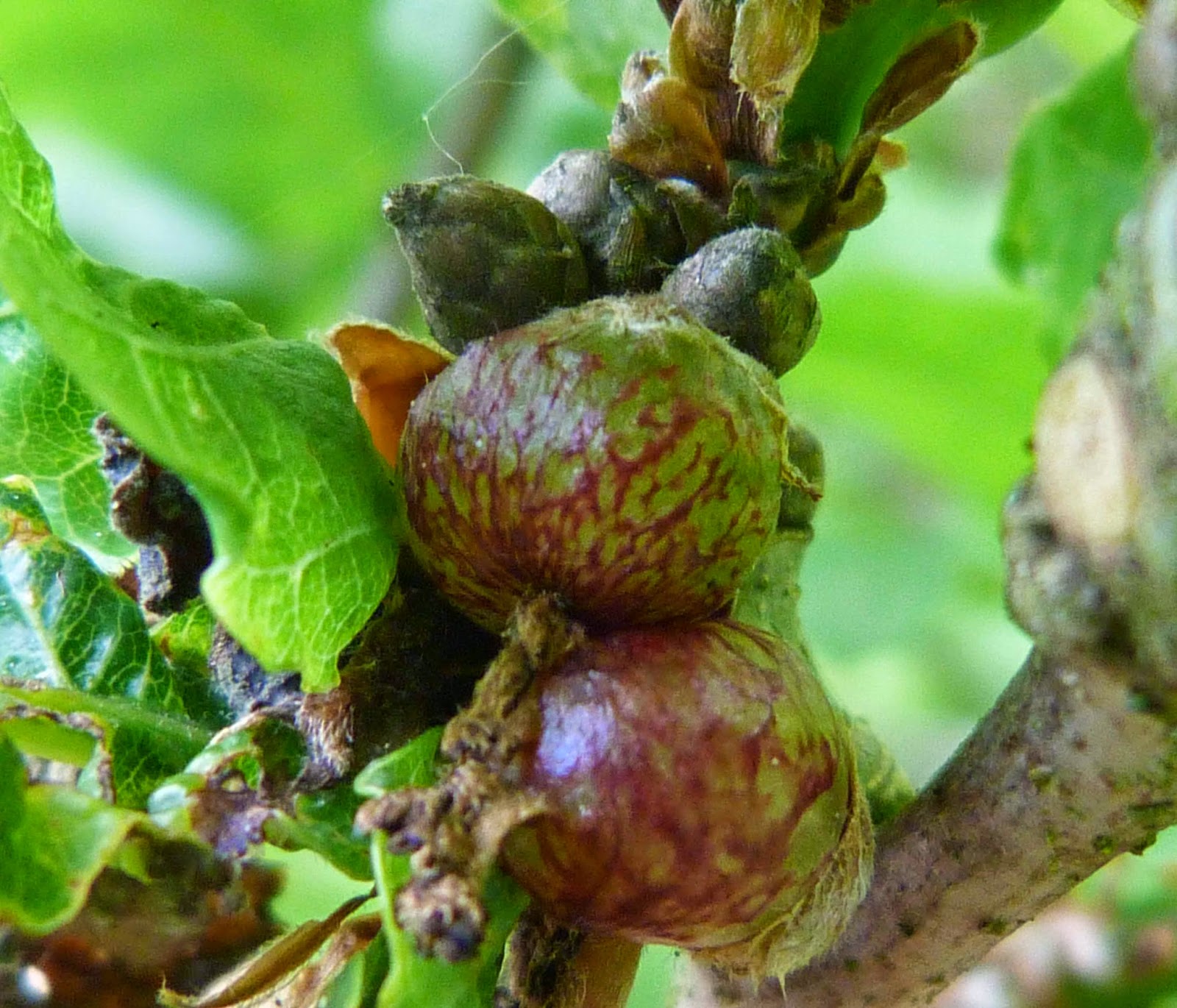 Insects of Scotland: Galls/Leaf-miners