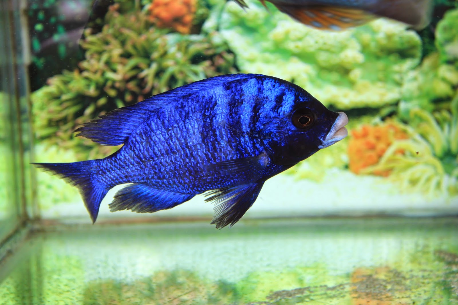 馬拉威湖慈鯛 Lake Malawi Cichlids: 非洲慈鯛 - 馬拉威湖 - 白嘴藍寶石 - Placidochromis ...