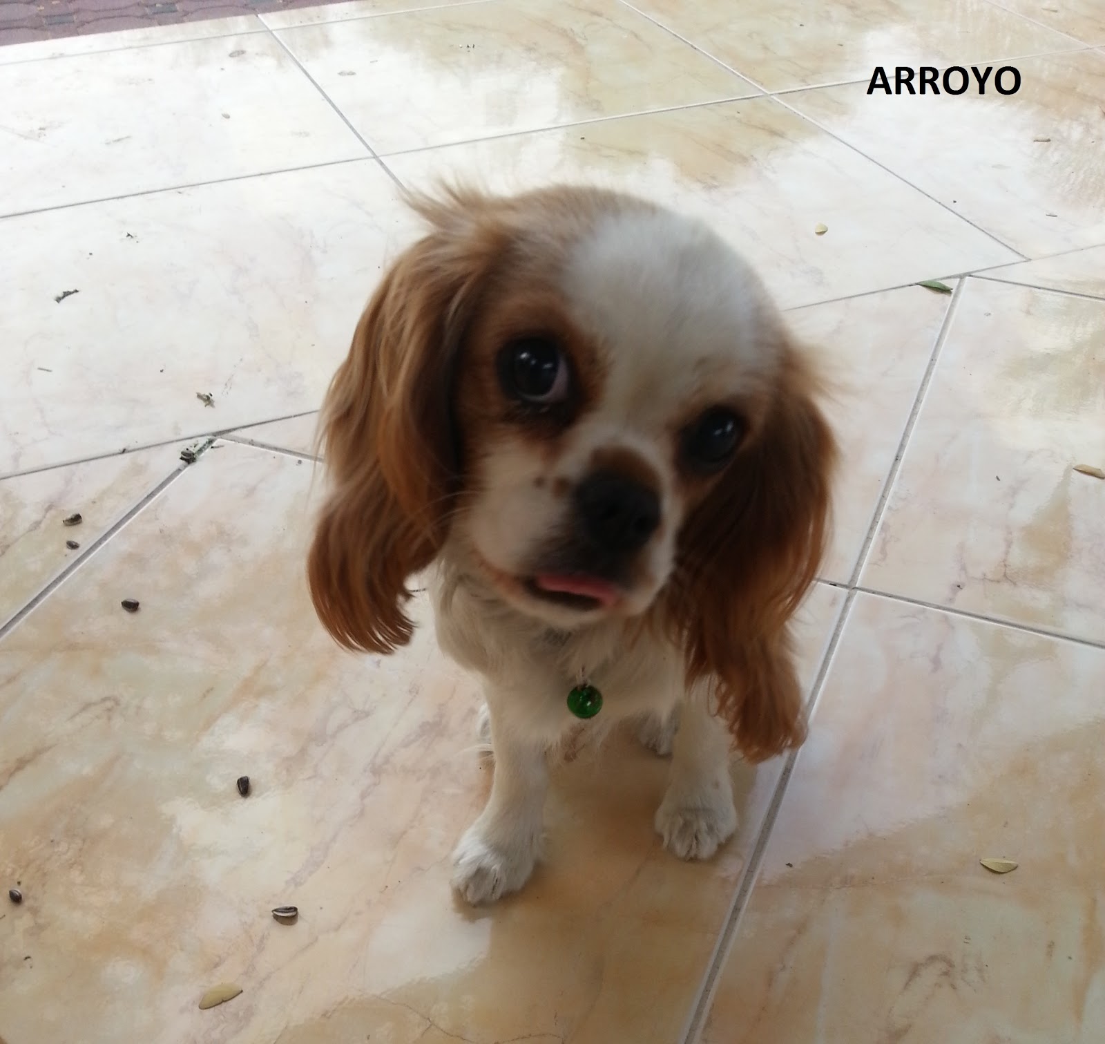 ARROYO: TOTO the dog -- PHOTOGRAPHY