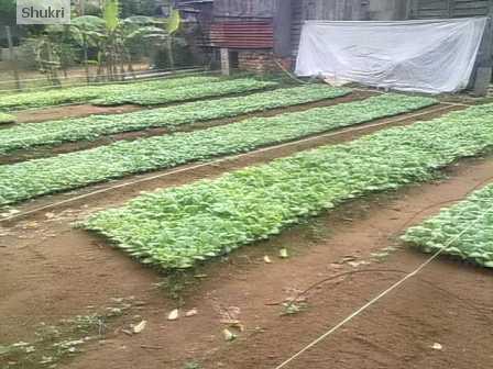 Jalanan Hamba: Tanaman Tembakau di Bachok