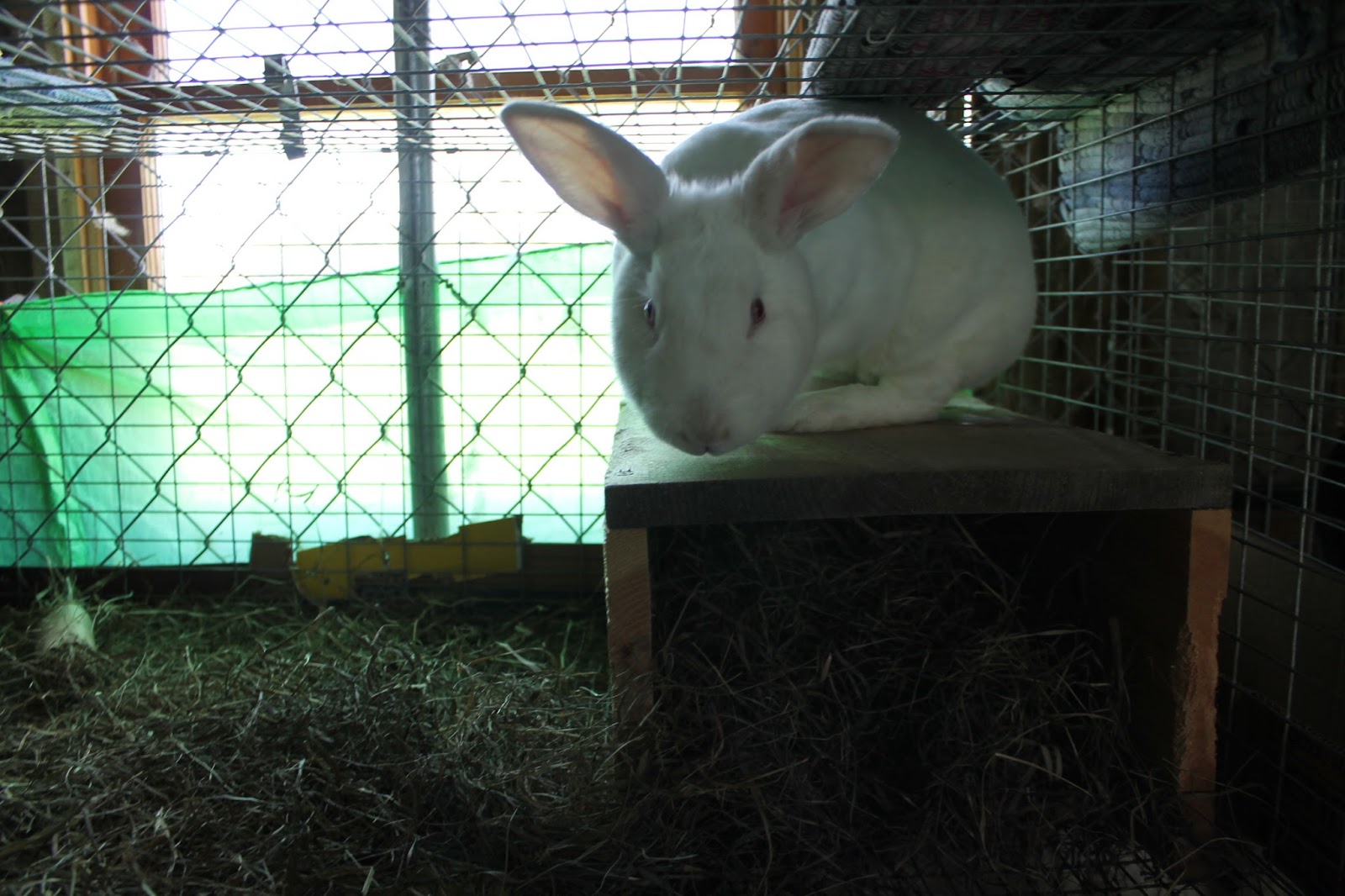 Wascally Wabbits: What will kill your rabbit?