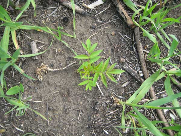 Tom's Blog: Sumac eradication