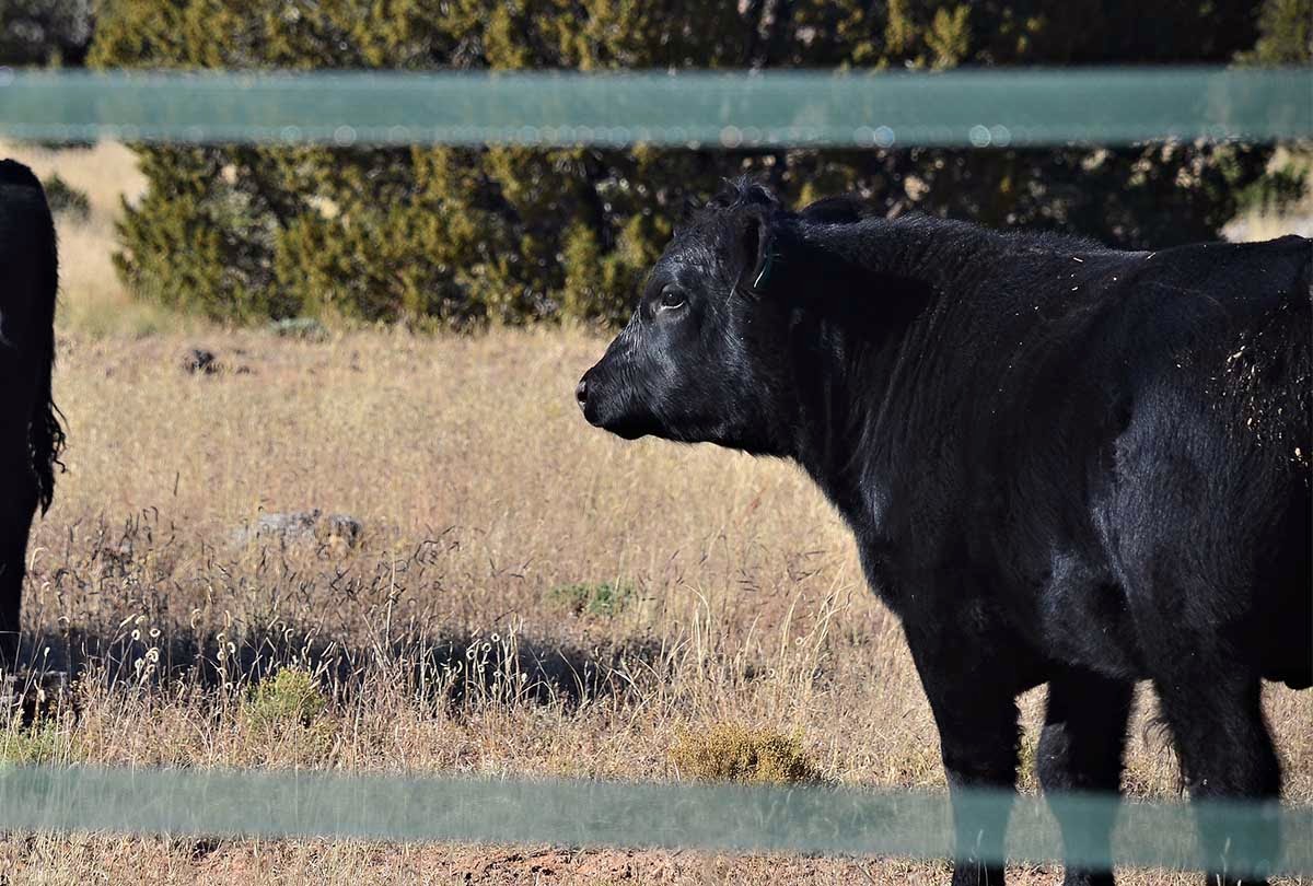 The 7MSN Ranch: Cattle guard failure