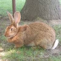 PETS: Flemish Giant Rabbit