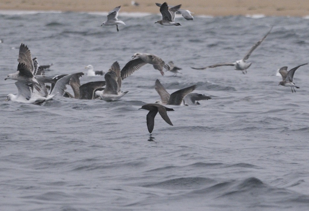 New England Coastal Birds: "Want Seabirds?- Just Add Chum"!