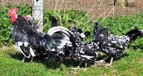 ALL CHICKEN BREEDS FROM FRANCE