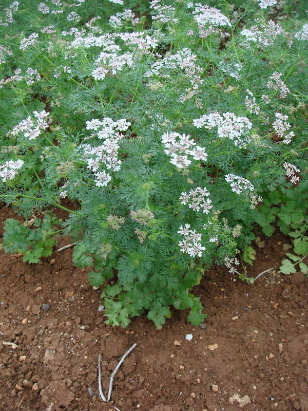 Fotografiando plantas: Cilantro