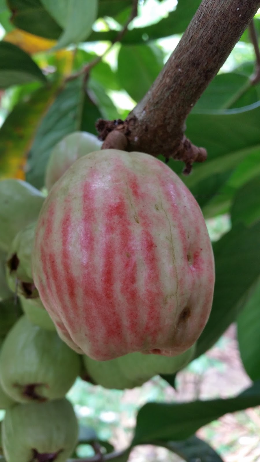 Warisan Petani: Buah Jambu Bol