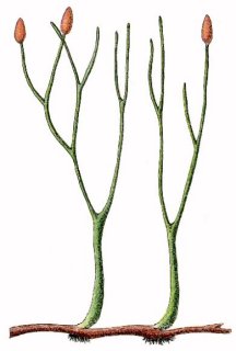 Sistemática y Biodiversidad: REINO PLANTAE