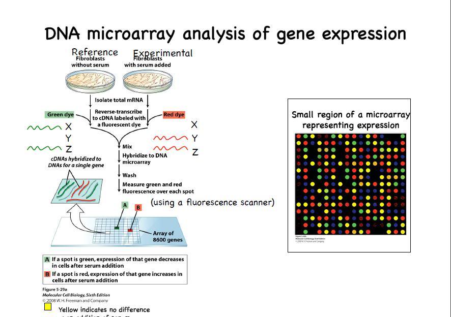 Mengenal DNA Microarray - Cake By The Ocean