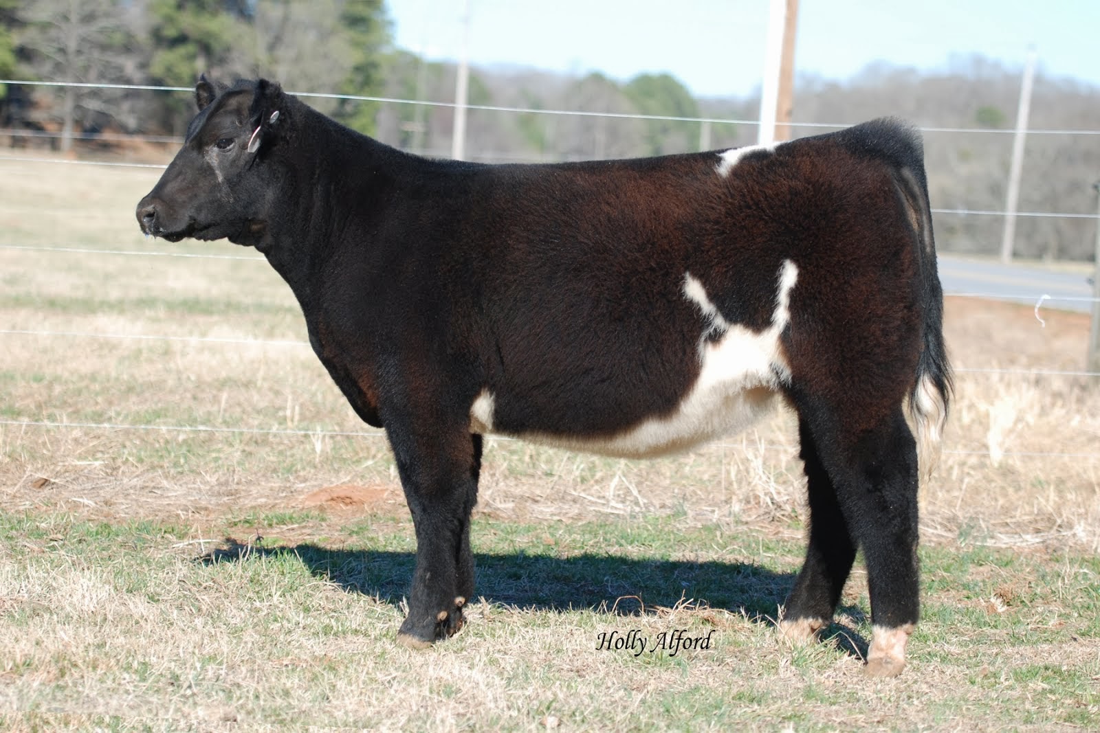 DIAMOND G CATTLE CO.