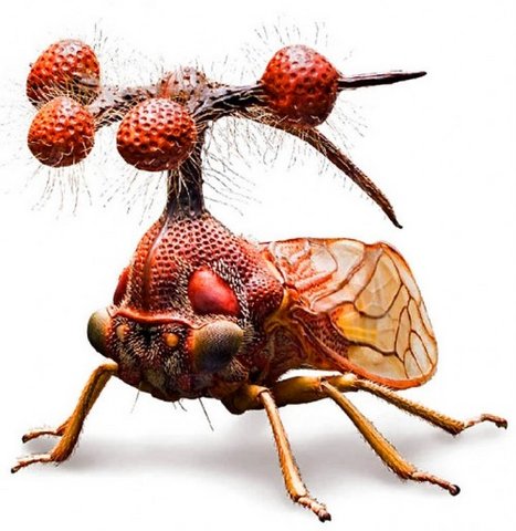 pixpeedia: The ugliest insects in the world