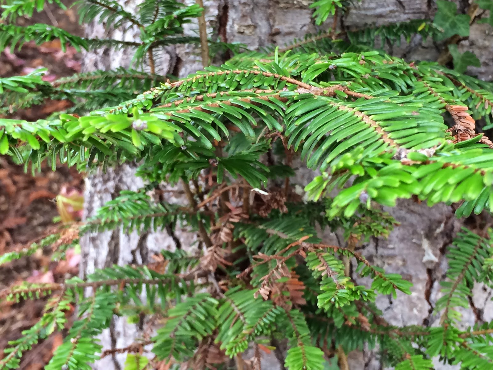 Trees of Santa Cruz County: Abies grandis - Grand Fir